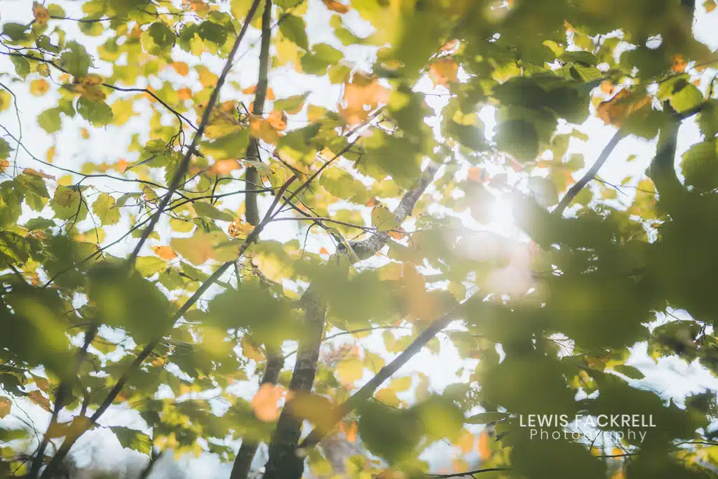 Daniella & Alex | Engagement photo shoot | Brecon - Lewis Fackrell ...